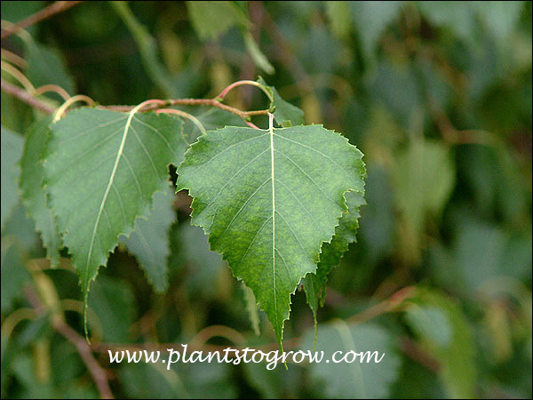 Whitespire Birch | Plants To Grow Plants Database by Paul S. Drobot