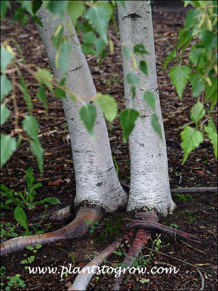 Whitespire Birch | Plants To Grow Plants Database by Paul S. Drobot