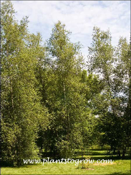 Whitespire Birch | Plants To Grow Plants Database by Paul S. Drobot