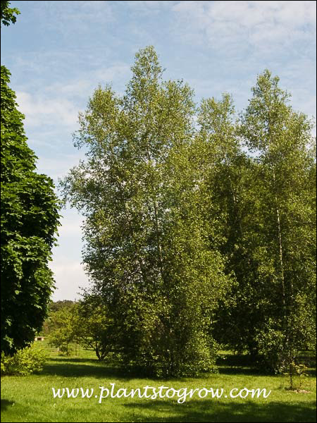 Whitespire Birch | Plants To Grow Plants Database by Paul S. Drobot