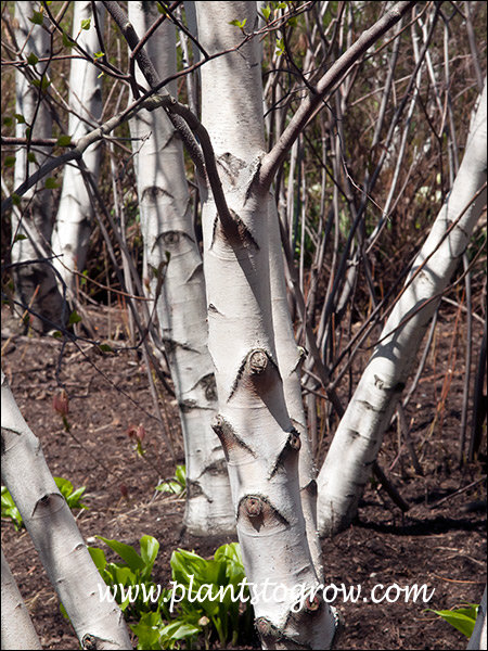 Whitespire Birch | Plants To Grow Plants Database by Paul S. Drobot