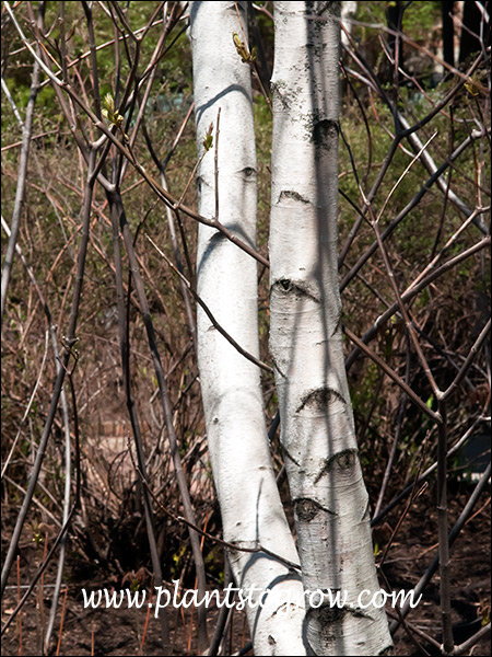 Whitespire Birch | Plants To Grow Plants Database by Paul S. Drobot