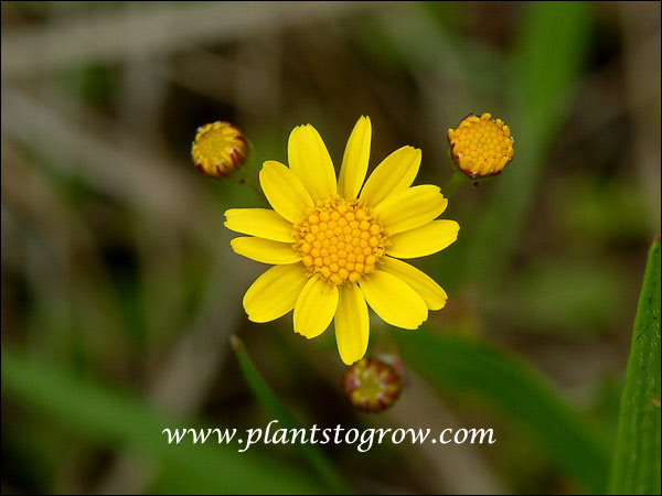 3-9 | Plants To Grow Plants Database by Paul S. Drobot
