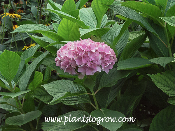 (5)6-9 | Plants To Grow Plants Database by Paul S. Drobot