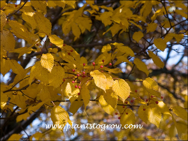 Korean Mountain Ash (Sorbus alternifolia) | Plants To Grow Plants ...