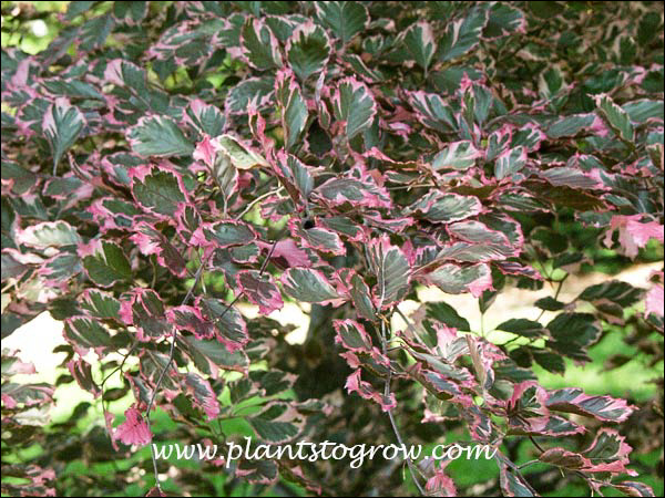 Tricolor Beech (Fagus sylvatica TriColor) | Plants To Grow Plants ...