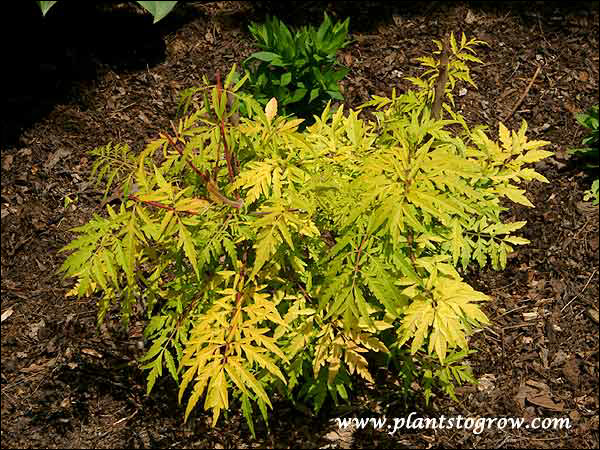 Tiger Eyes Cutleaf Sumac (Rhus typina) | Plants To Grow Plants Database ...