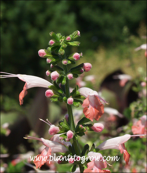 Salvia Nymph series (Salvia coccinea) | Plants To Grow Plants Database ...