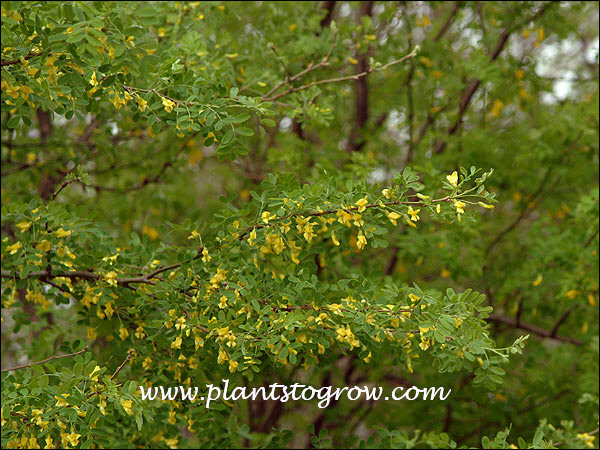 2-7 | Plants To Grow Plants Database by Paul S. Drobot