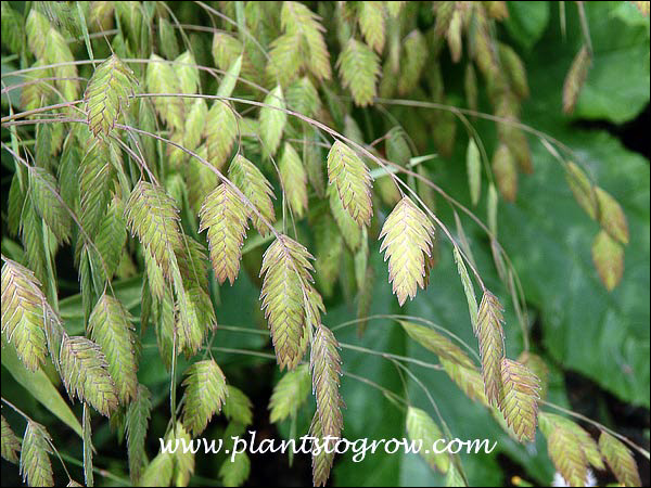 5-9 | Plants To Grow Plants Database by Paul S. Drobot