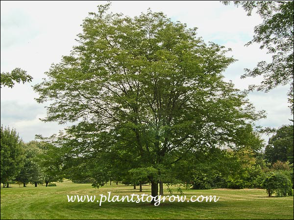 4-9 | Plants To Grow Plants Database by Paul S. Drobot