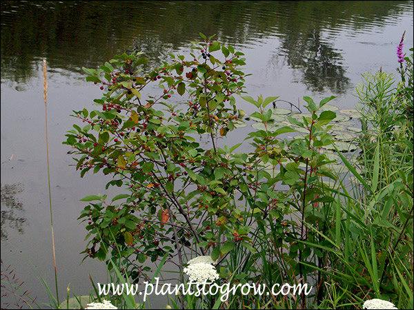 Buckthorn (Rhamnus frangula) | Plants To Grow Plants Database by Paul S ...