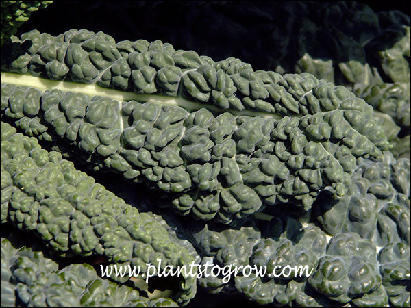 Dinosaur Kale (Brassica oleracea) | Plants To Grow Plants Database by ...