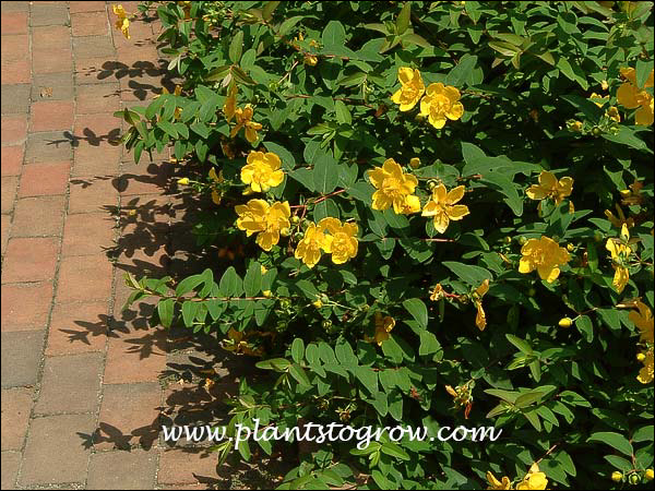 Aaron's beard (Hypericum calycinum) | Plants To Grow Plants Database by ...