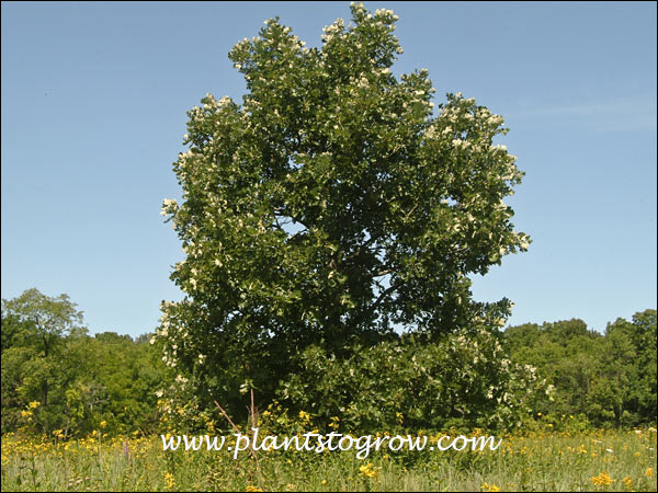 Bur Oak (Quercus macrocarpa) | Plants To Grow Plants Database by Paul S ...