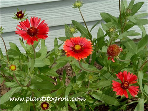 5 | Plants To Grow Plants Database by Paul S. Drobot