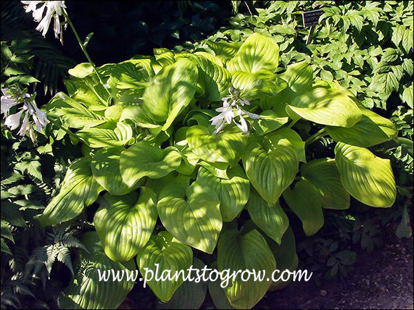 4 | Plants To Grow Plants Database by Paul S. Drobot