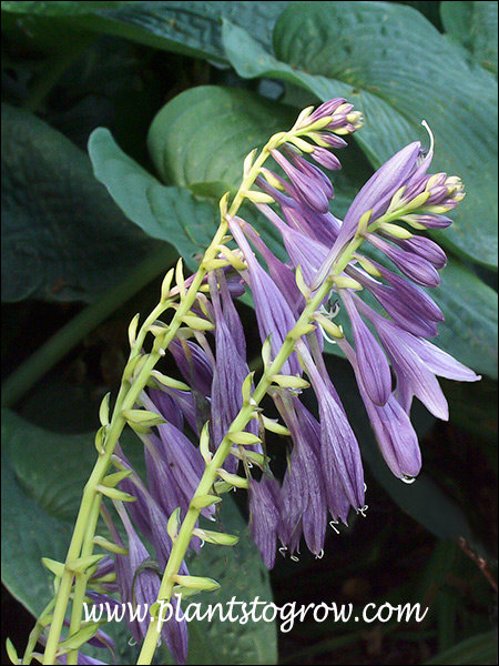 4 | Plants To Grow Plants Database by Paul S. Drobot