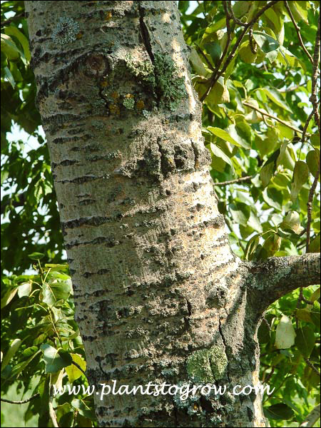 Balsam Popular (Populus balsamifera) | Plants To Grow Plants Database ...