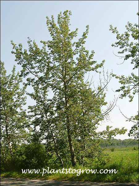 Balsam Popular (Populus balsamifera) | Plants To Grow Plants Database ...