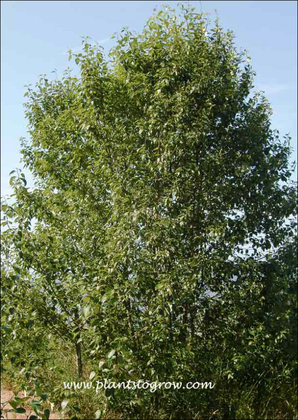 Balsam Popular (Populus balsamifera) | Plants To Grow Plants Database ...