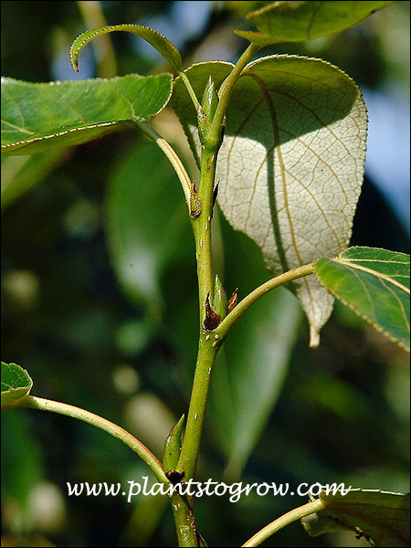 Balsam Popular (Populus balsamifera) | Plants To Grow Plants Database ...