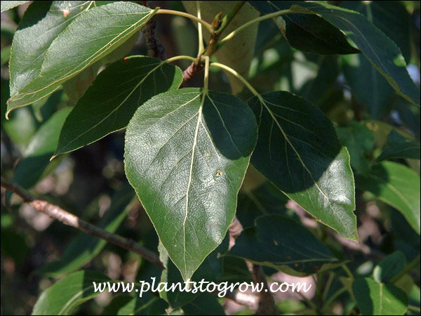 Balsam Popular (Populus balsamifera) | Plants To Grow Plants Database ...