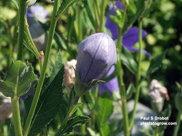 3-9 | Plants To Grow Plants Database by Paul S. Drobot