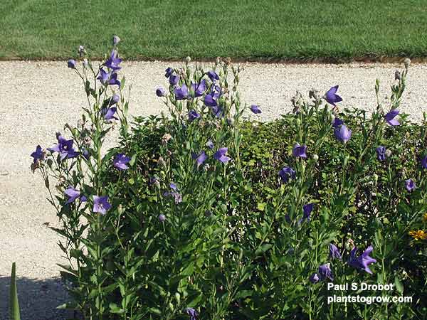 3-9 | Plants To Grow Plants Database by Paul S. Drobot