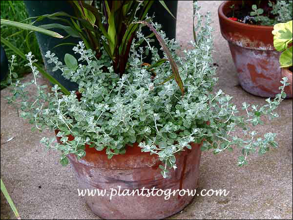 9-11 | Plants To Grow Plants Database by Paul S. Drobot