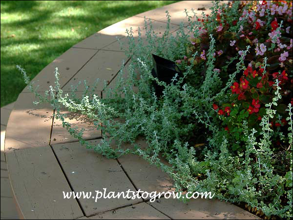 9-11 | Plants To Grow Plants Database by Paul S. Drobot
