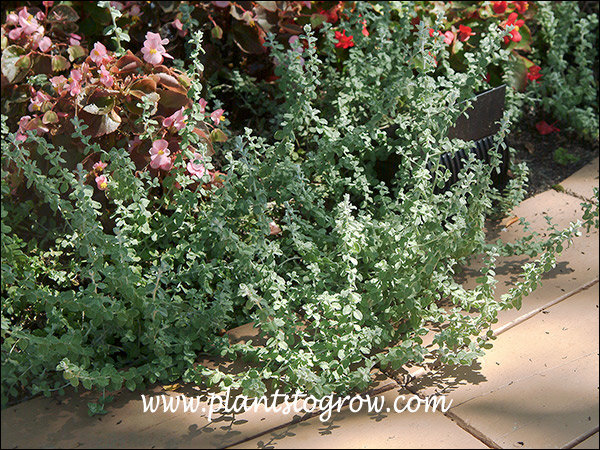 9-11 | Plants To Grow Plants Database by Paul S. Drobot