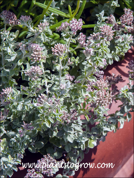 9-11 | Plants To Grow Plants Database by Paul S. Drobot