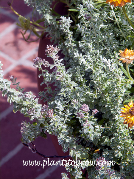 9-11 | Plants To Grow Plants Database by Paul S. Drobot