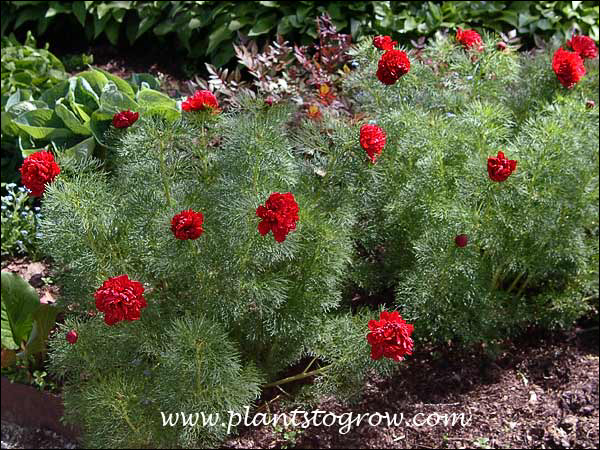 Double Fernleaf Peony (Paeonia tenifulia) | Plants To Grow Plants ...
