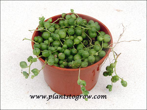 | Plants To Grow Plants Database by Paul S. Drobot