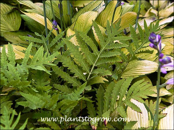 Sensitive fern ( Onoclea sensibilis) | Plants To Grow Plants Database ...