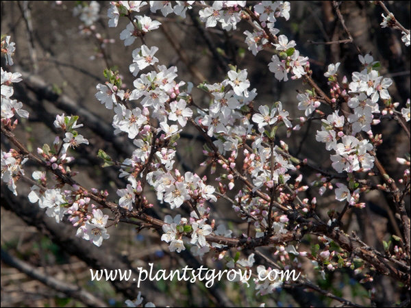 3 | Plants To Grow Plants Database by Paul S. Drobot