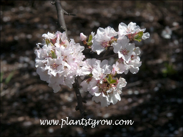 3 | Plants To Grow Plants Database by Paul S. Drobot