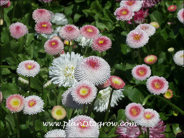 Super Enorma English Daisy (Bellis perennis) | Plants To Grow Plants ...
