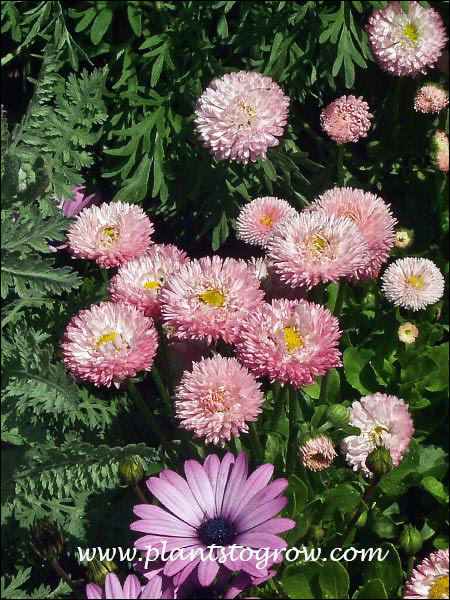 Super Enorma English Daisy (Bellis perennis) | Plants To Grow Plants ...