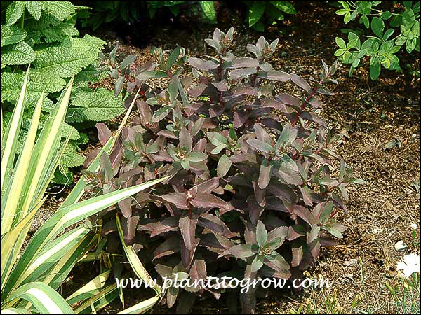 4-7 | Plants To Grow Plants Database by Paul S. Drobot