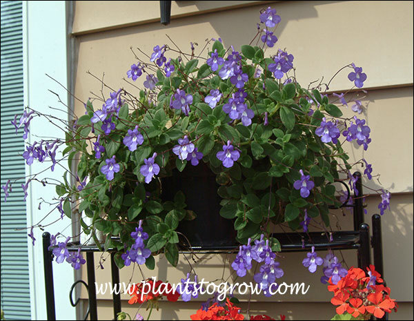 False African Violet (Streptocarpella saxorum) | Plants To Grow Plants ...
