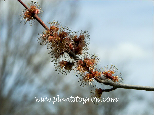 Northwoods Red Maple (Acer rubrum) | Plants To Grow Plants Database by ...