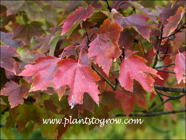 Northfire Red Maple (Acer rubrum) | Plants To Grow Plants Database by ...