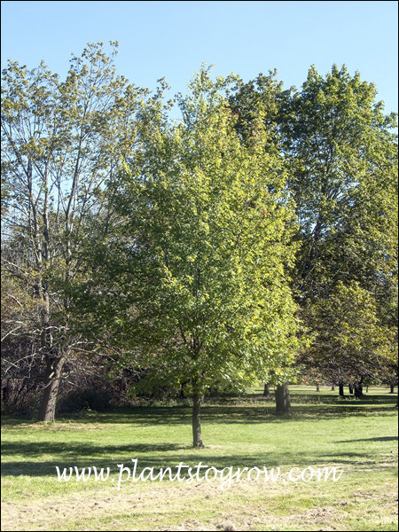 Northfire Red Maple (Acer rubrum) | Plants To Grow Plants Database by ...