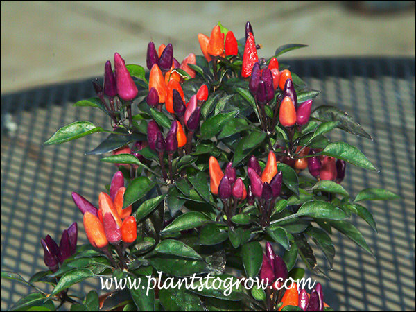 Explosive Embers Ornamental Pepper (Capsicum annuum) | Plants To Grow ...