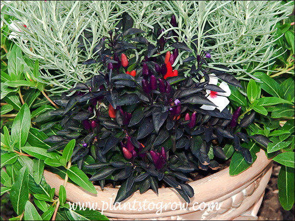 Explosive Embers Ornamental Pepper (Capsicum annuum) | Plants To Grow ...