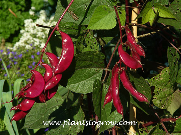 10b-11 | Plants To Grow Plants Database by Paul S. Drobot