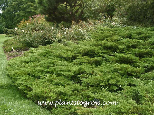 Kallays Compact Juniper (Juniperus cinensis) | Plants To Grow Plants ...